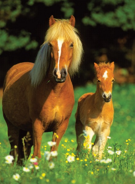 INFO PAARDJES | Mijnpaardjes.jouwweb.nl